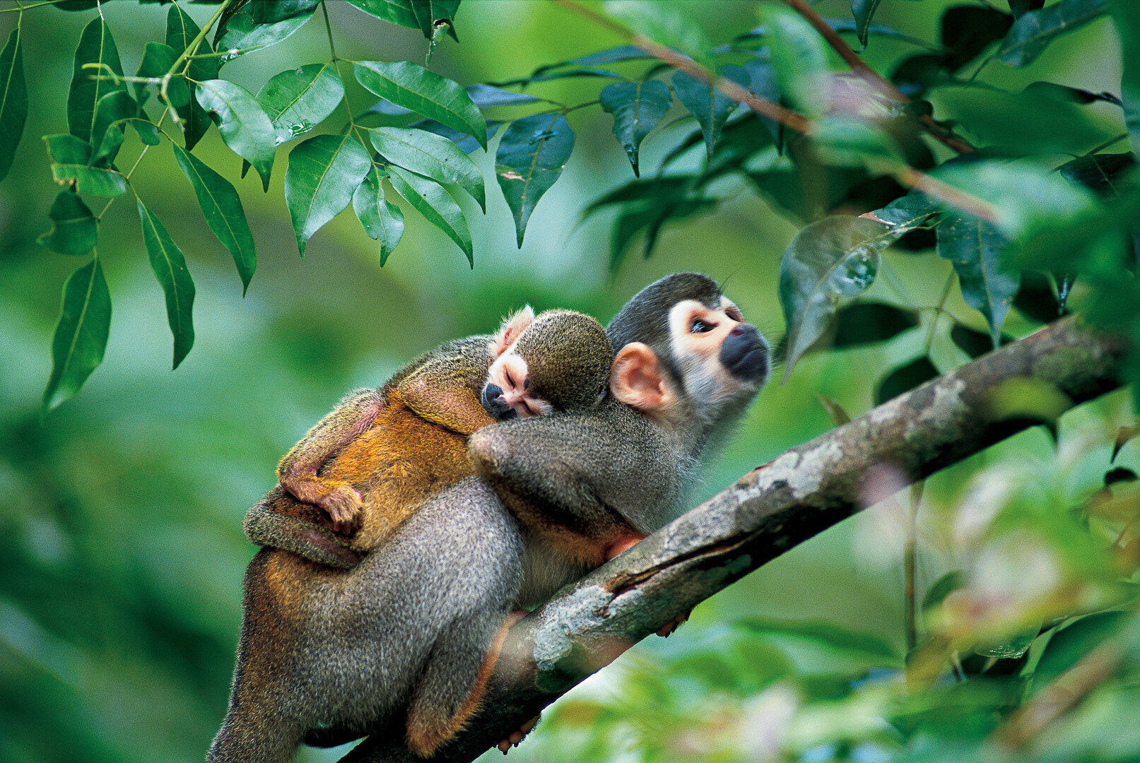 Receipt sign-up RFN newsletter – The Rainforest Foundation