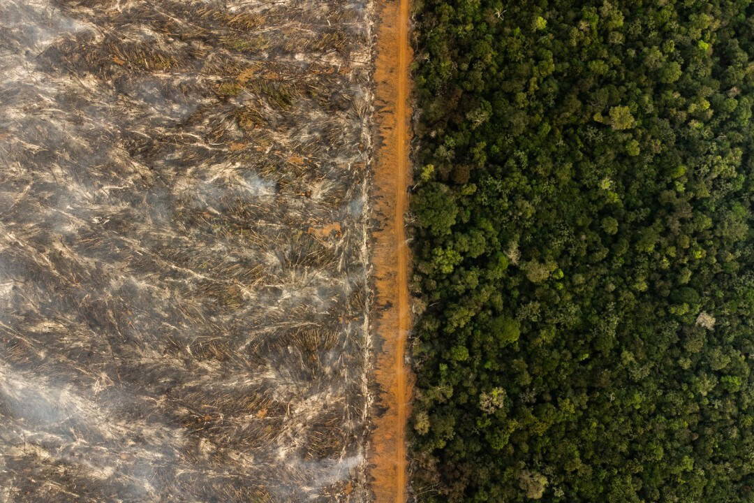 Saving the rainforest - where and why – The Rainforest Foundation