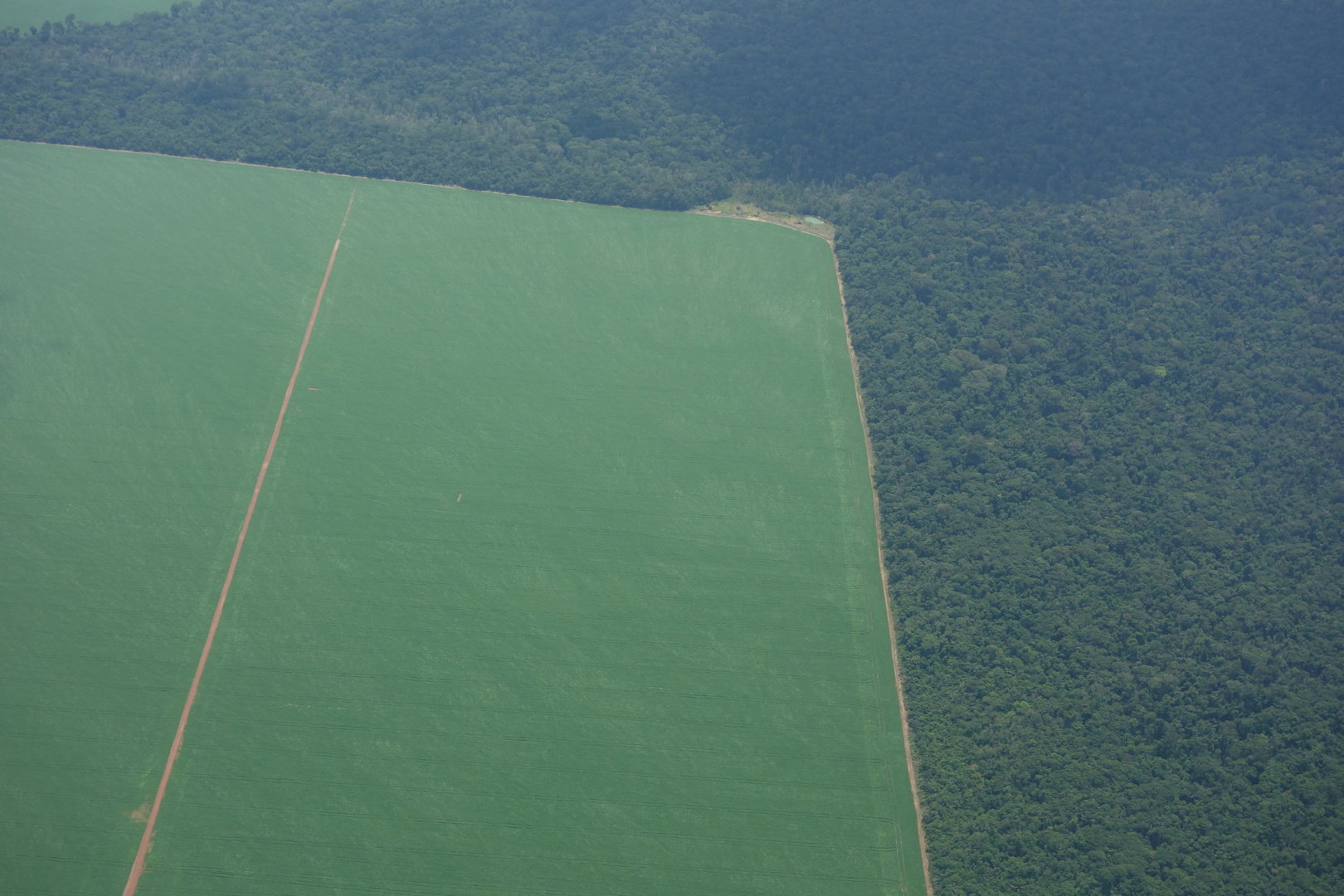 Saving the rainforest - where and why – The Rainforest Foundation