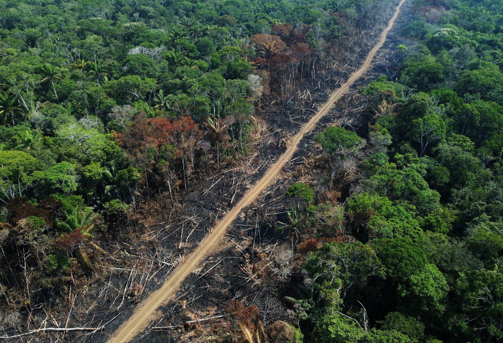 Saving the rainforest - where and why – The Rainforest Foundation