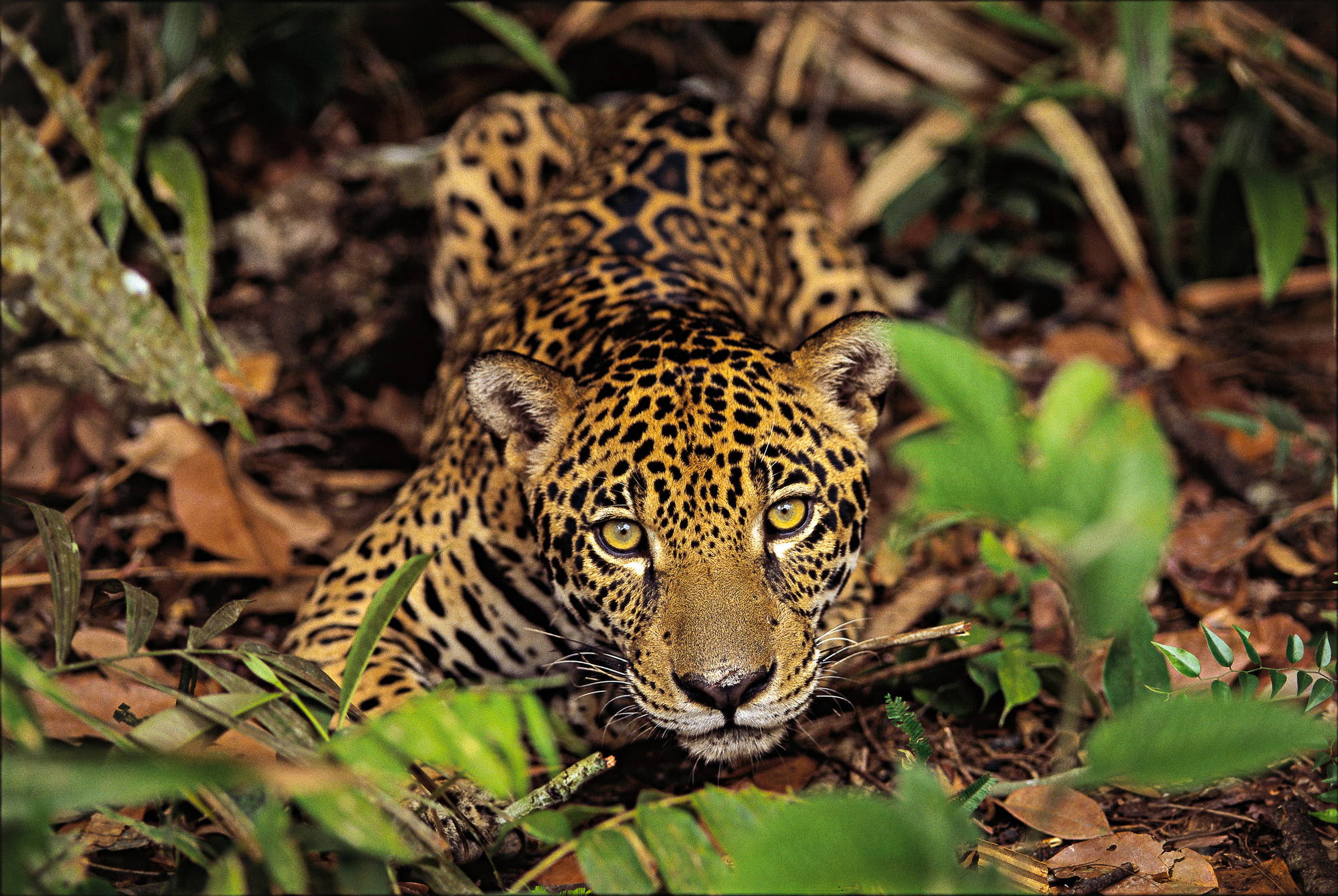 Saving the rainforest - where and why – The Rainforest Foundation