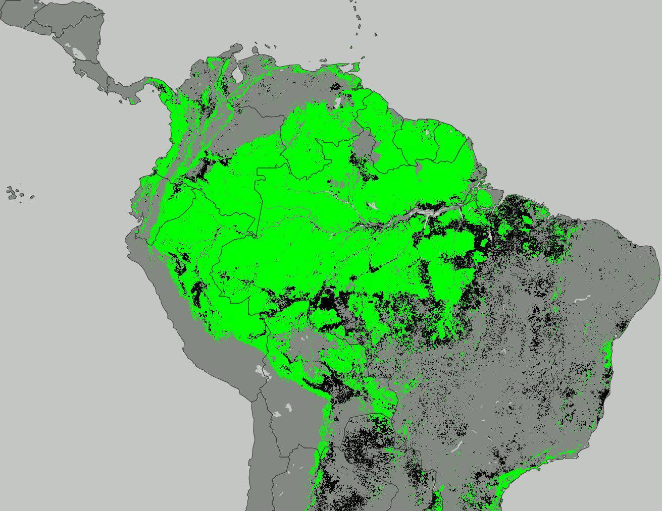 Saving the rainforest - where and why – The Rainforest Foundation