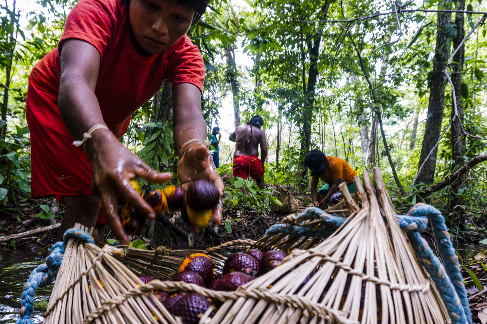 Saving the rainforest - where and why – The Rainforest Foundation