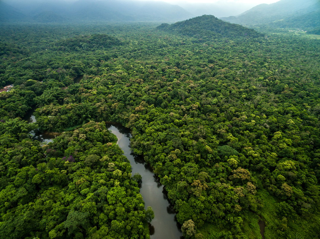 Saving the rainforest - where and why – The Rainforest Foundation